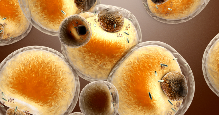 How Does Fat Burning Work (All You Need to Know) - BELDT.com